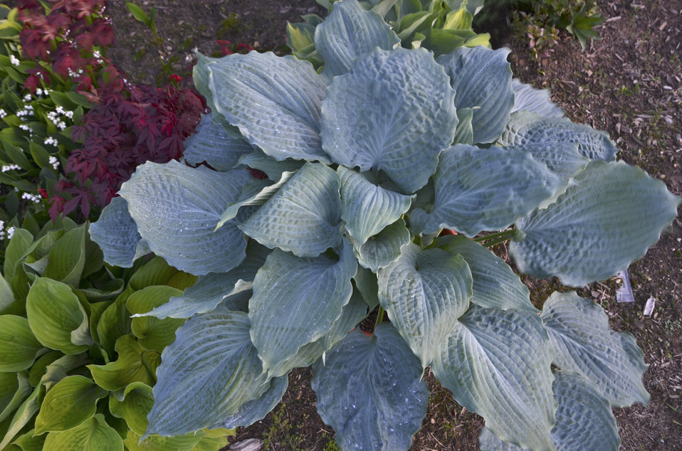 Shadowland® 'Diamond Lake' - Hosta hybrid | Proven Winners