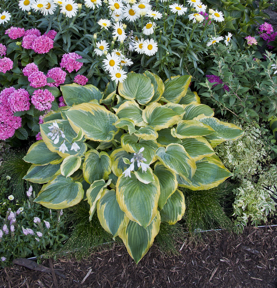 Shadowland® 'Seducer' - Hosta hybrid | Proven Winners