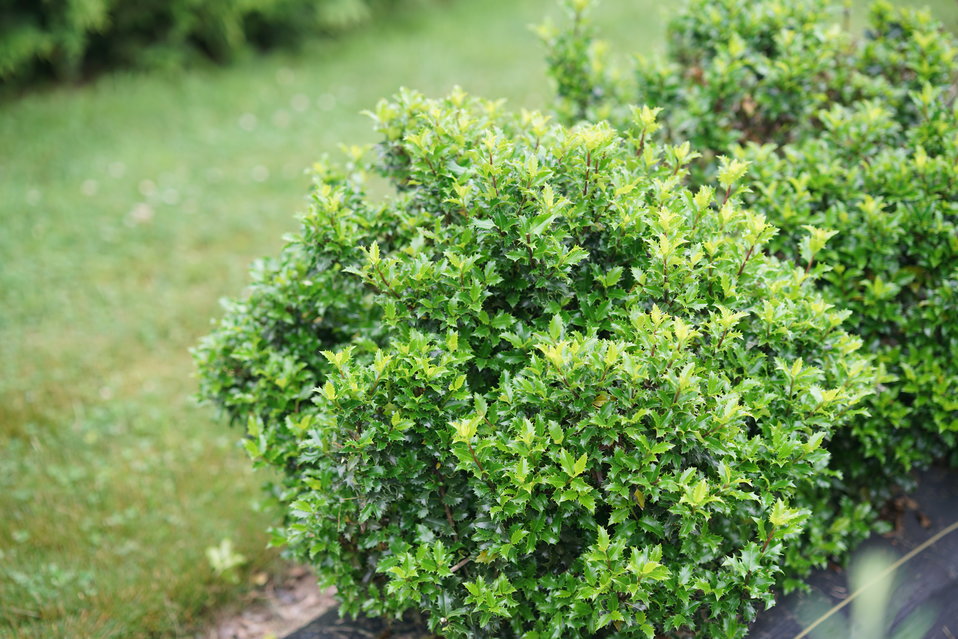 Castle Keep™ - Blue Holly - Ilex x meserveae | Proven Winners