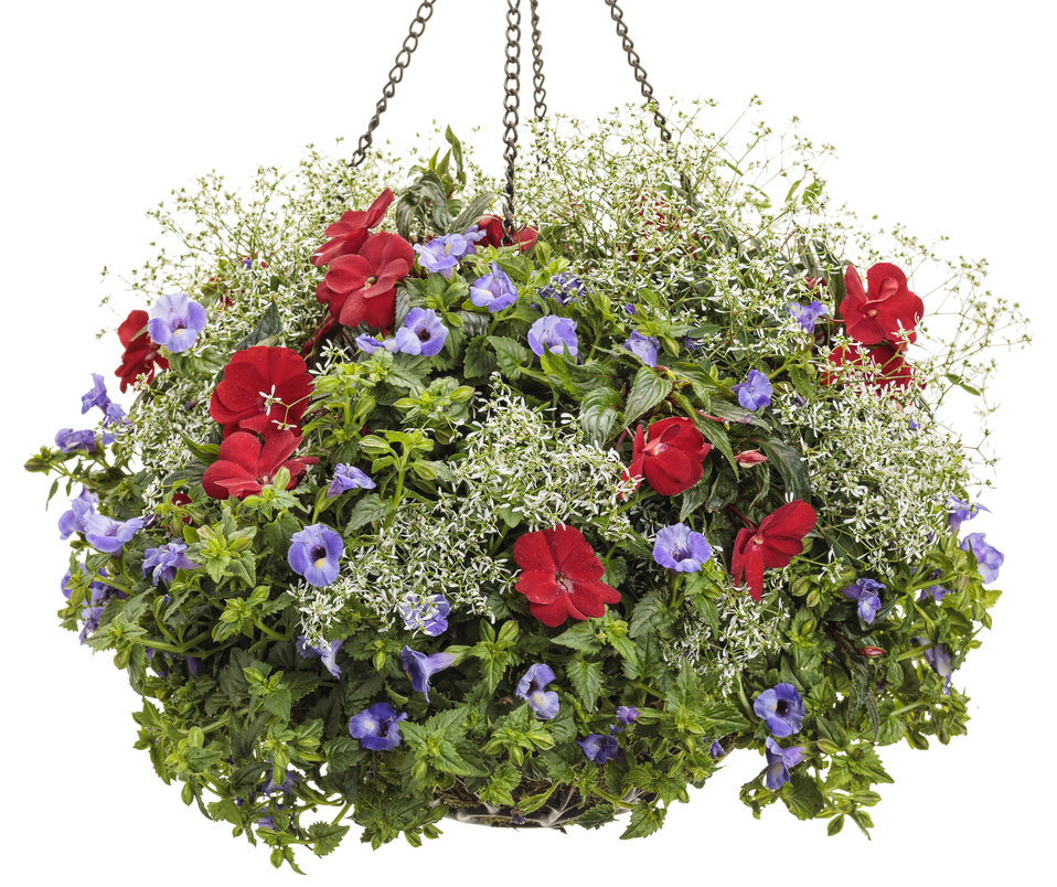 Images for Summer Wave® Trailing Large Blue - Wishbone Flower - Torenia ...