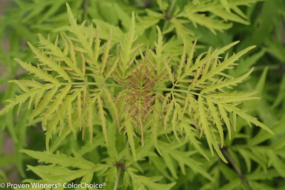 Lemony Lace® - Elderberry - Sambucus racemosa | Proven Winners
