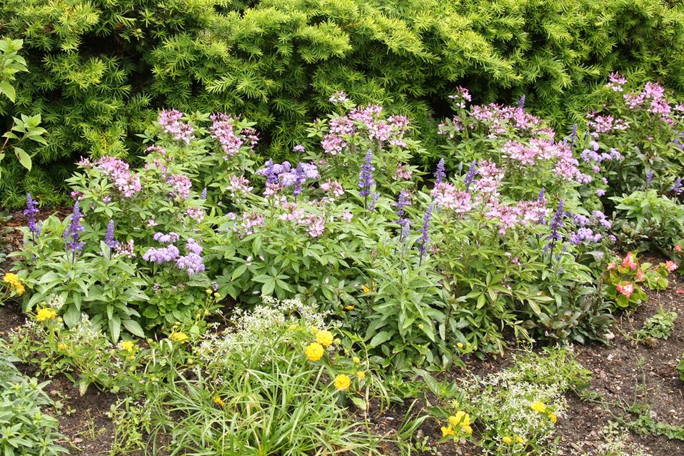 Images for Graceful Grasses® Baby Tut® - Umbrella Grass - Cyperus ...