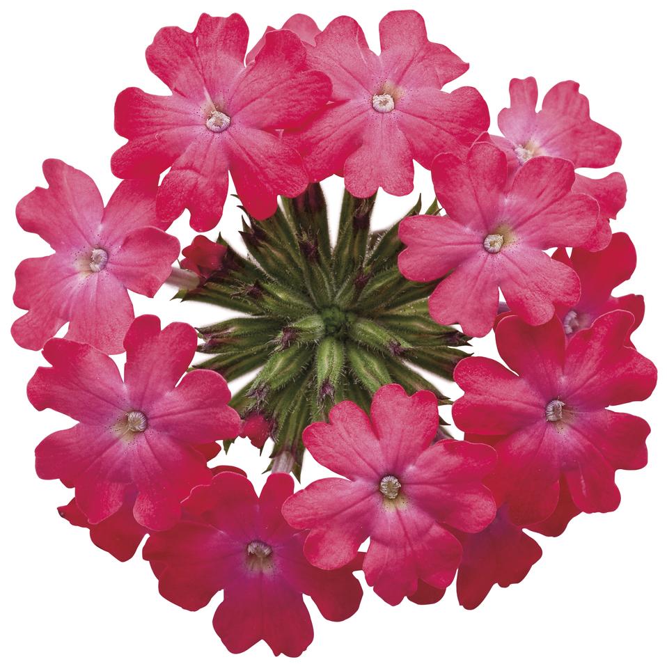 Images for Superbena Royale® Iced Cherry - Verbena hybrid | Proven Winners