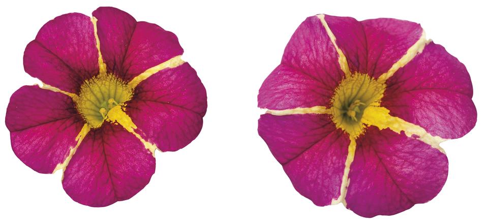 Images for Superbells® Cherry Star - Calibrachoa hybrid | Proven Winners