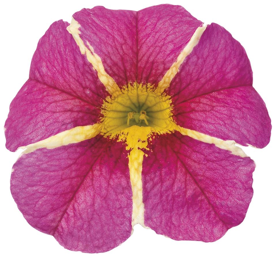 Images for Superbells® Cherry Star - Calibrachoa hybrid | Proven Winners
