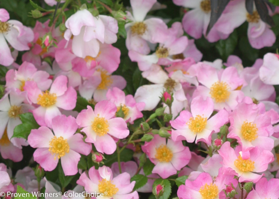 Images for Oso Easy® Fragrant Spreader - Rose - Rosa x | Proven Winners