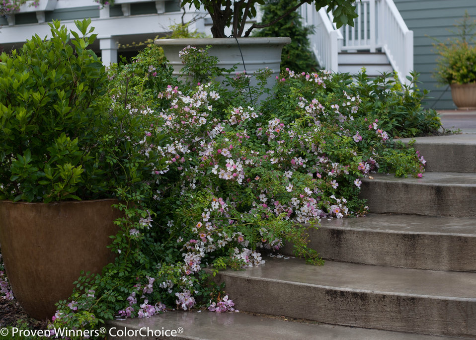 Images for Oso Easy® Fragrant Spreader - Rose - Rosa x | Proven Winners