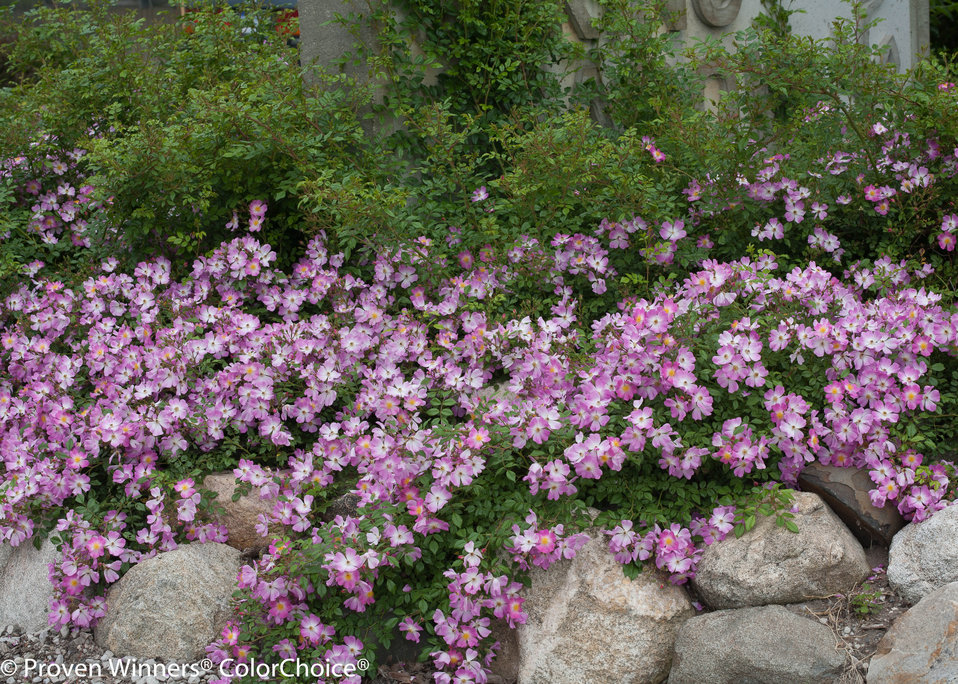 Images for Oso Easy® Fragrant Spreader - Rose - Rosa x | Proven Winners