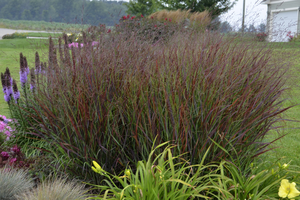 Prairie Winds® 'Cheyenne Sky' - Red Switch Grass - Panicum virgatum ...