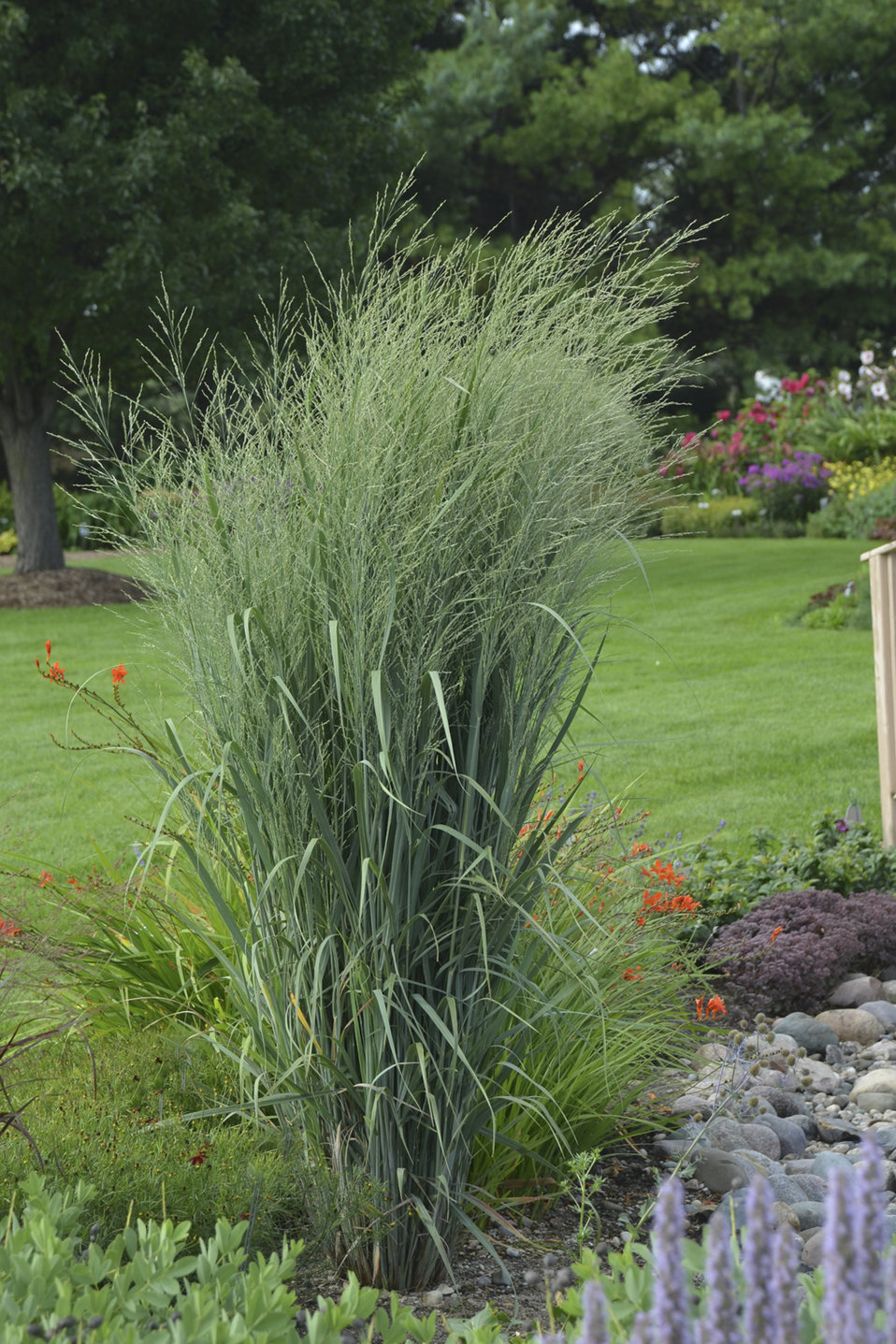 Prairie Winds® 'Totem Pole' - Switch Grass - Panicum virgatum | Proven ...