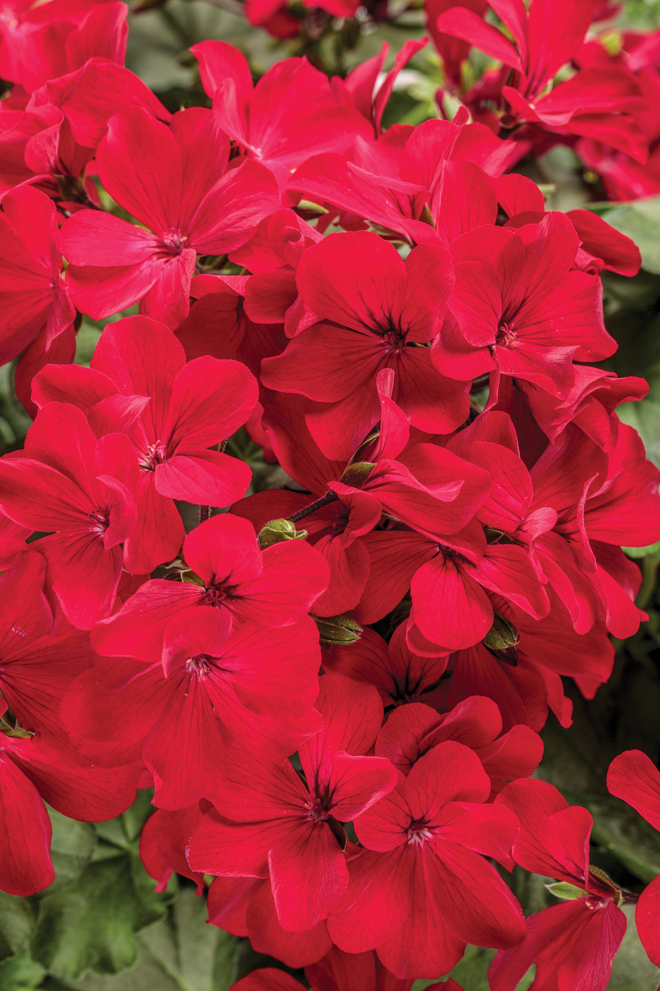 Timeless™ Fire - Geranium - Pelargonium hybrid | Proven Winners