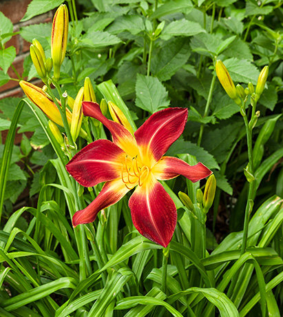 Images for Rainbow Rhythm® 'Ruby Spider' - Daylily - Hemerocallis ...