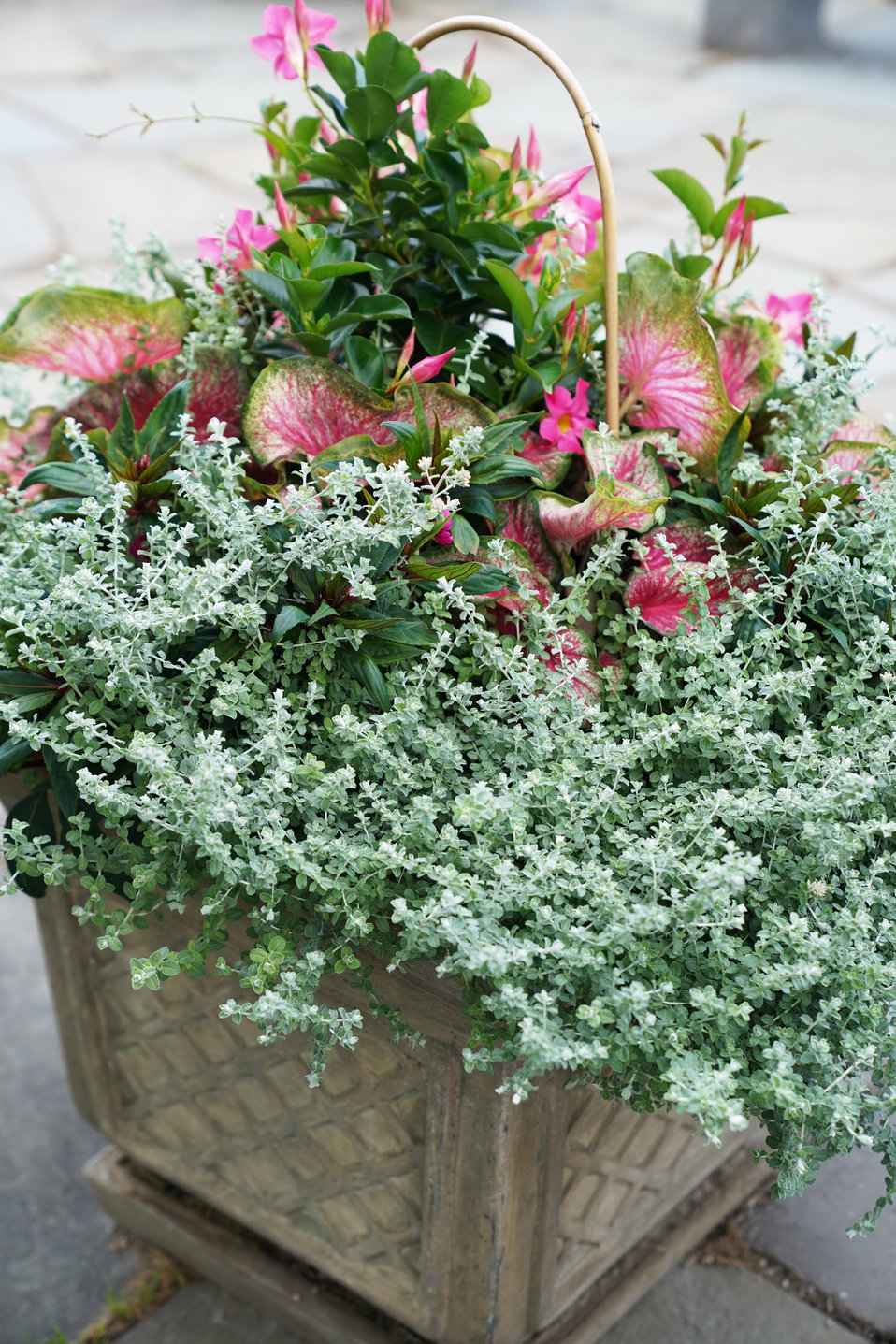 Images for Petite Licorice - Licorice Plant - Helichrysum petiolare ...