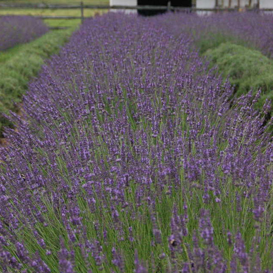Phenomenal - Lavender - Lavandula x intermedia | Proven Winners