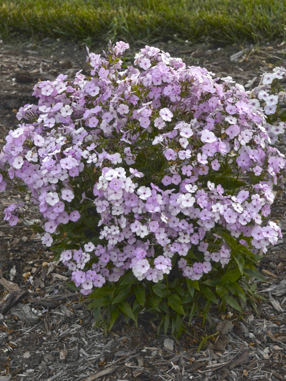 'Opening Act Blush' - Phlox hybrid | Proven Winners