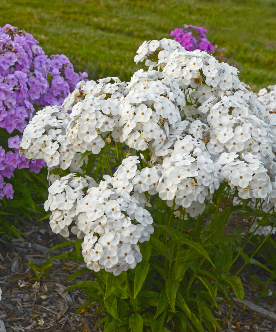 'Opening Act White' - Phlox hybrid | Proven Winners