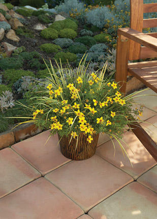 Images for Graceful Grasses® 'Ogon' - Golden Variegated Sweet Flag ...