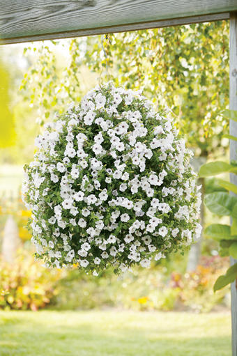 Images for Supertunia® Silver - Petunia hybrid | Proven Winners