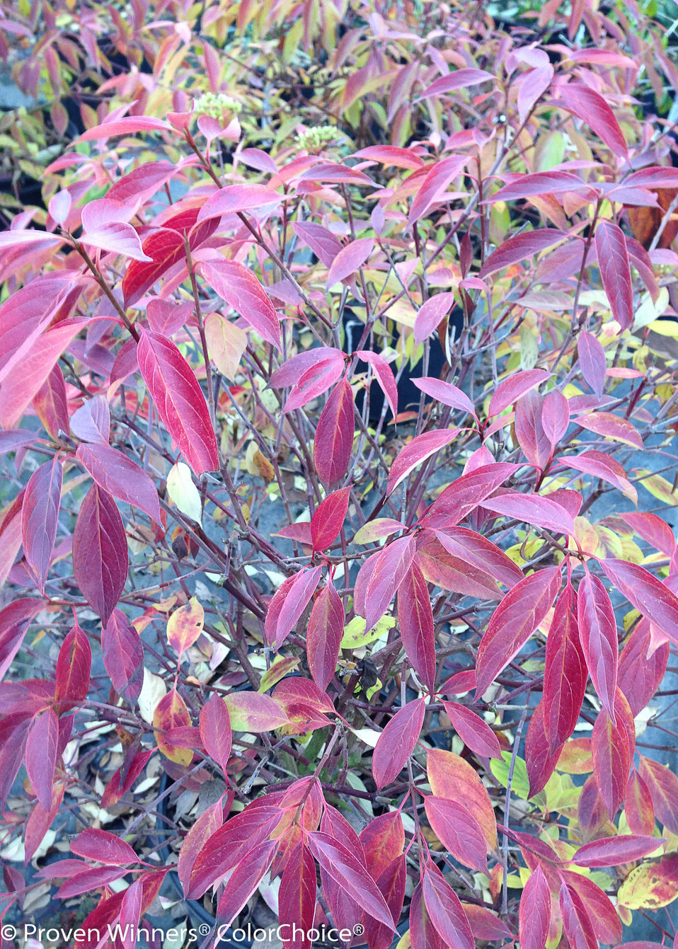 Red Rover™ - Silky dogwood - Cornus obliqua | Proven Winners