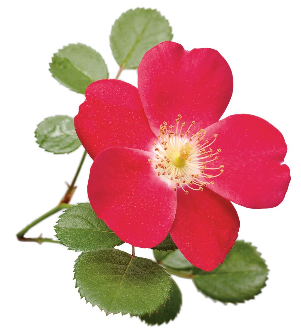 Images for Oso Easy® Cherry Pie - Rose - Rosa x | Proven Winners