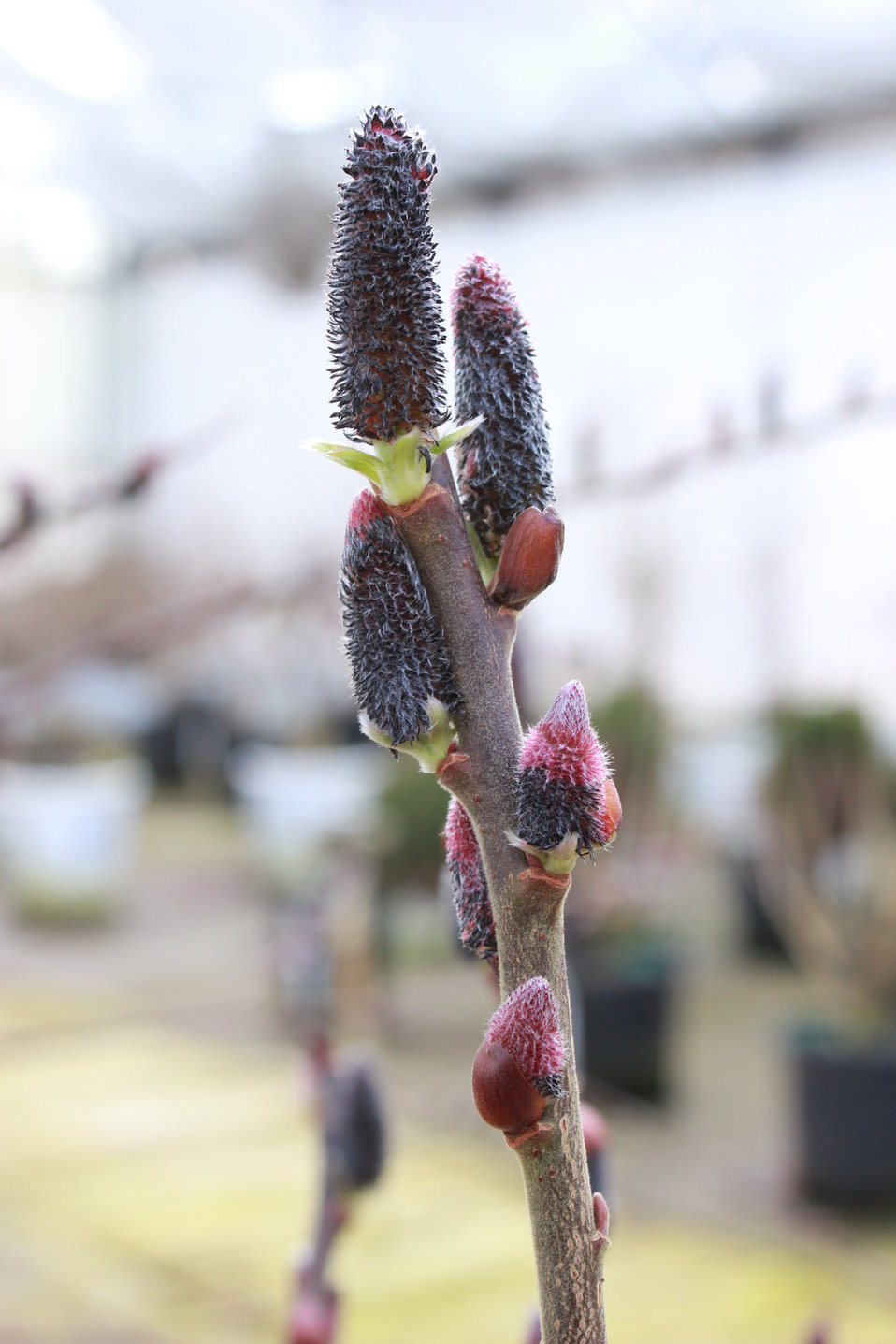 Black Cat® - Pussywillow - Salix chaenomeloides | Proven Winners
