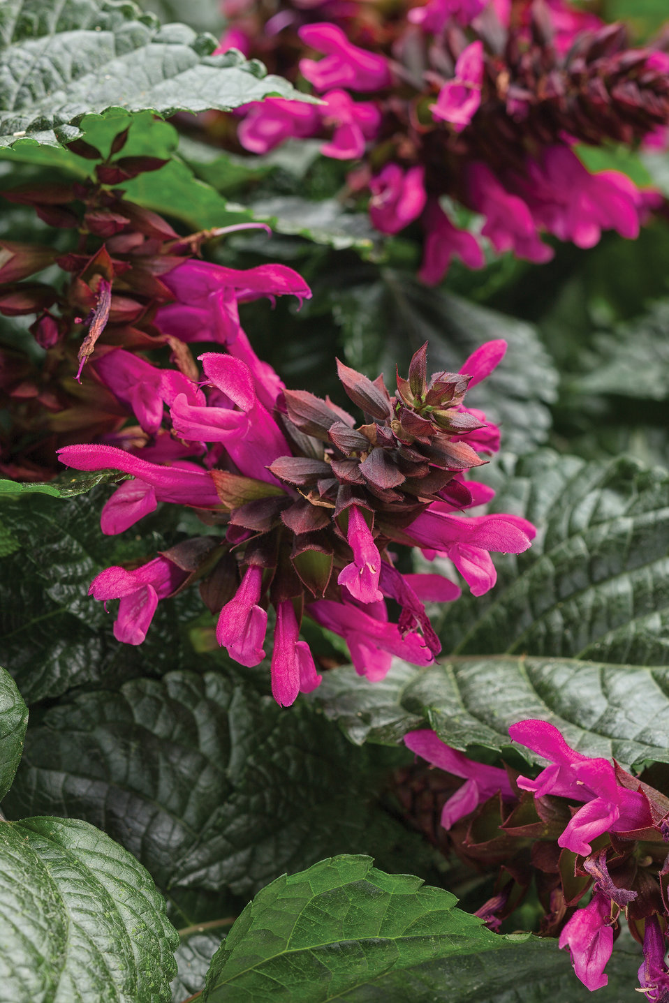 Rockin'® Fuchsia - Salvia hybrid | Proven Winners