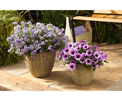 Images for Supertunia® Bordeaux™ - Petunia hybrid | Proven Winners