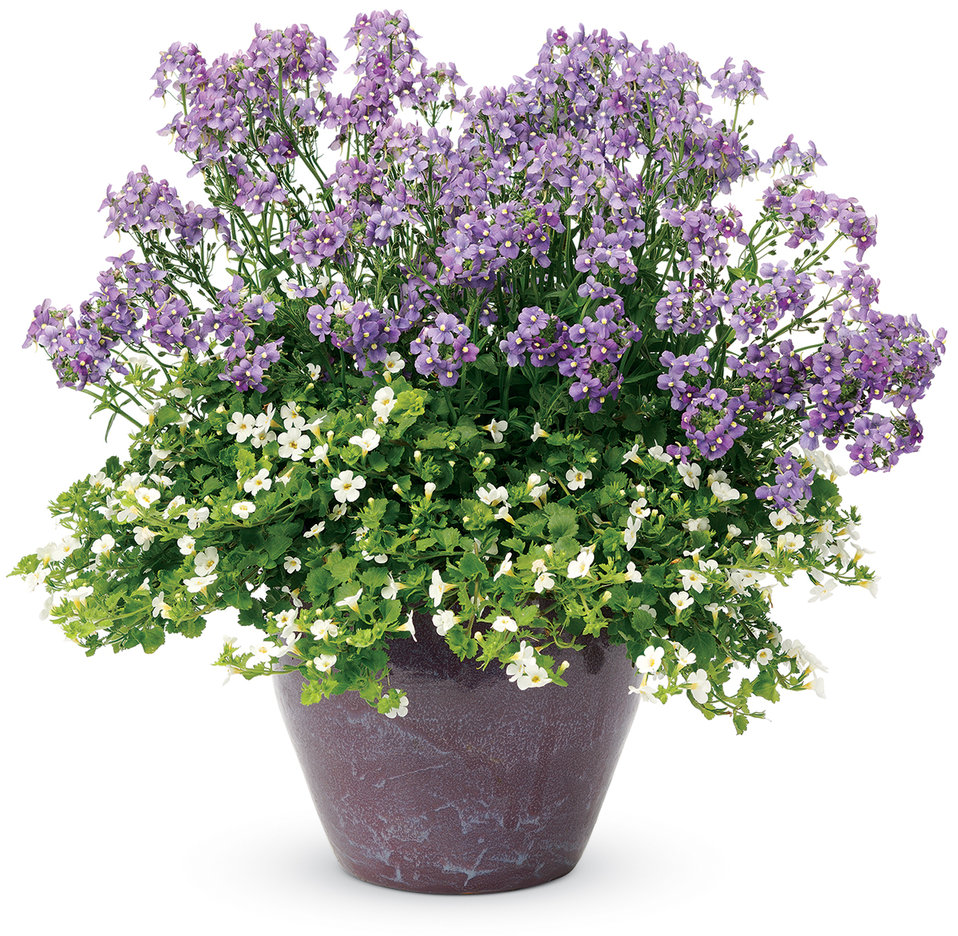 Images for Snowstorm® Giant Snowflake® - Bacopa - Sutera cordata ...