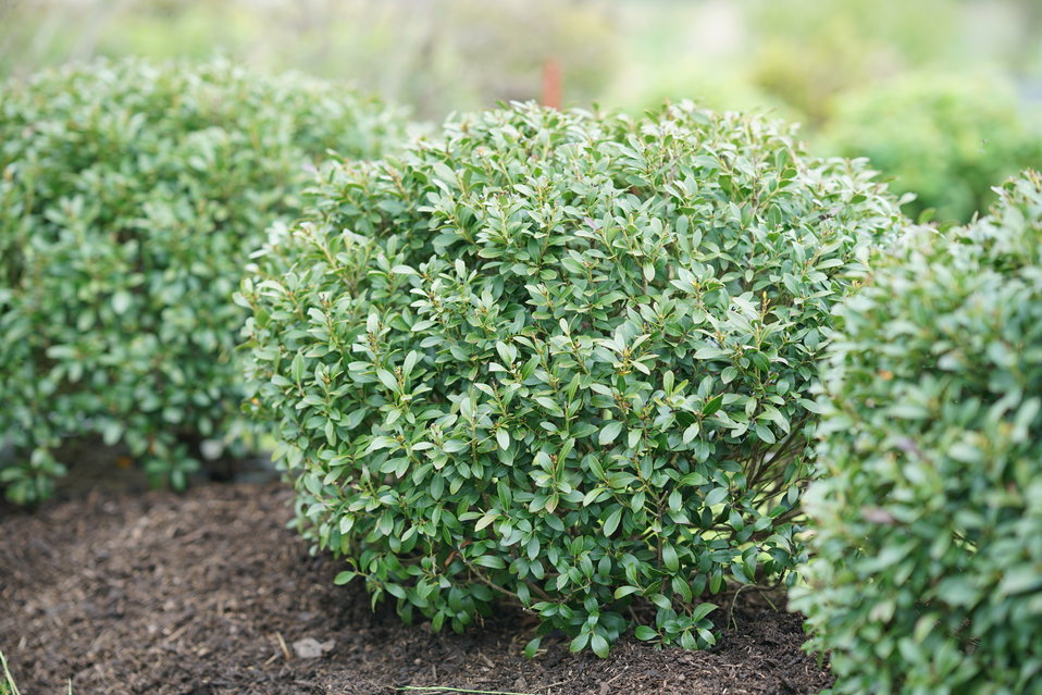 Strongbox® - Inkberry holly - Ilex glabra | Proven Winners