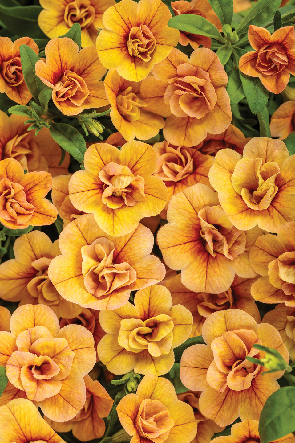 Superbells® Double Amber - Calibrachoa hybrid | Proven Winners
