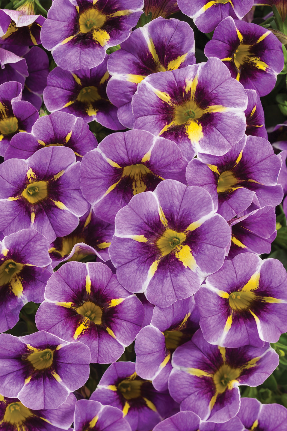 Superbells® Evening Star™ - Calibrachoa hybrid | Proven Winners