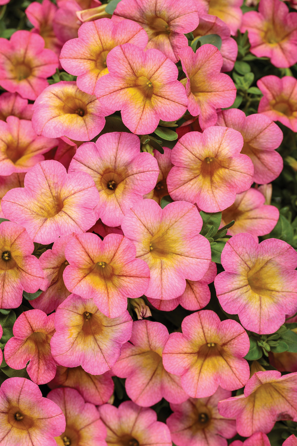 Superbells® Honeyberry™ - Calibrachoa hybrid | Proven Winners