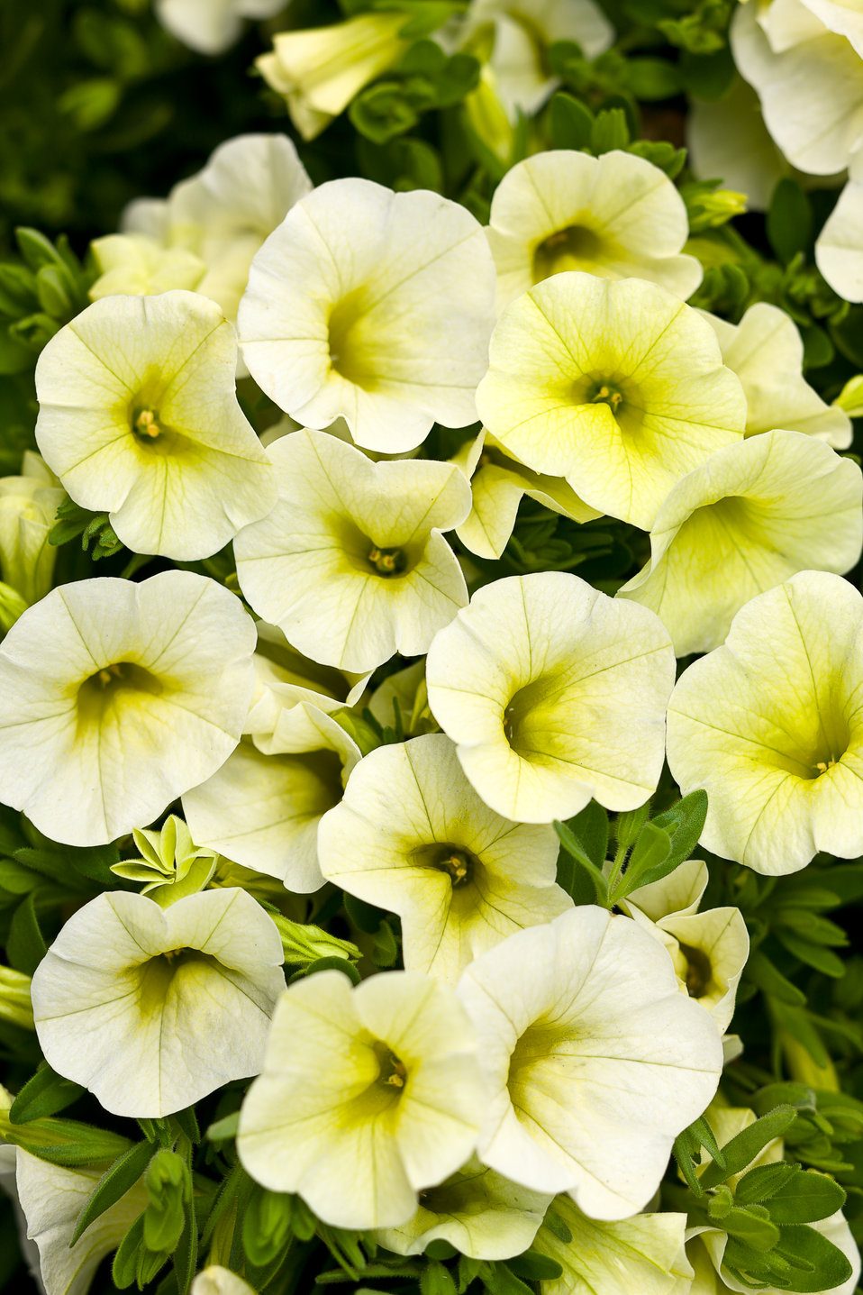 Superbells® Yellow Chiffon™ - Calibrachoa hybrid | Proven Winners