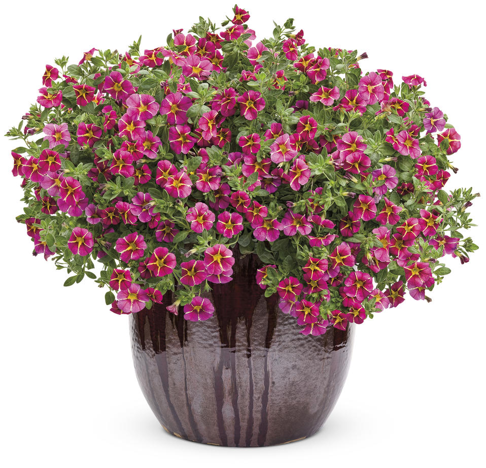 Images for Superbells® Cherry Star - Calibrachoa hybrid | Proven Winners
