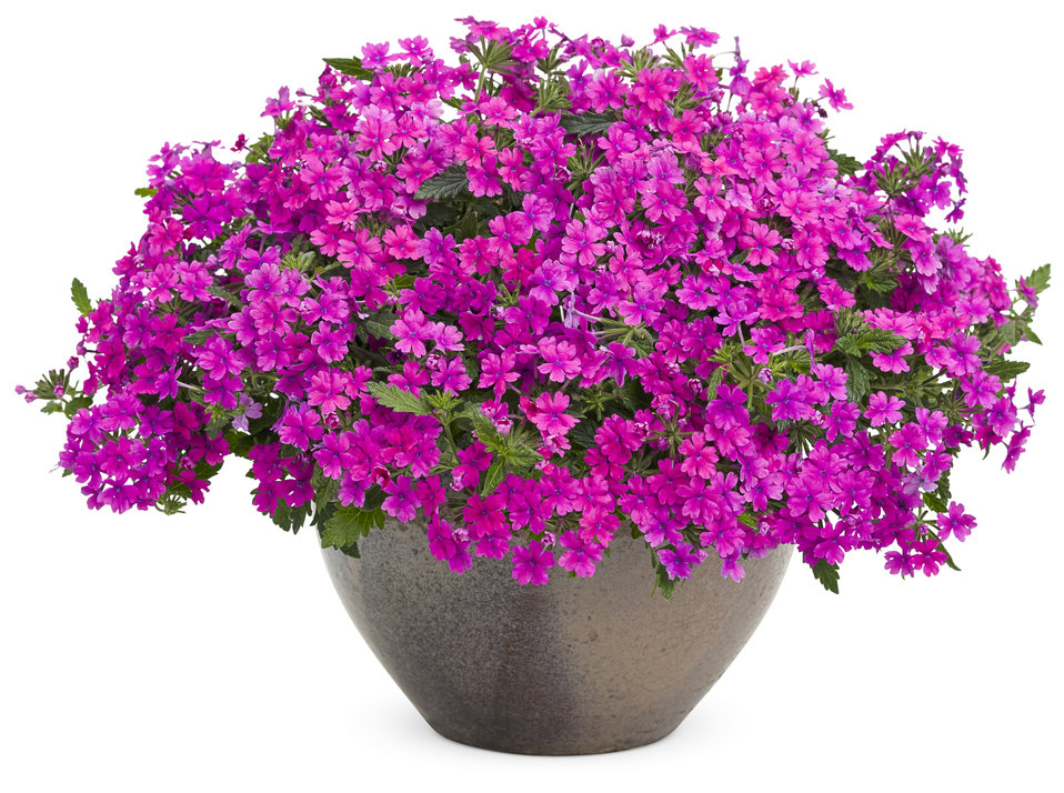 Images for Superbena® Pink Shades - Verbena hybrid | Proven Winners