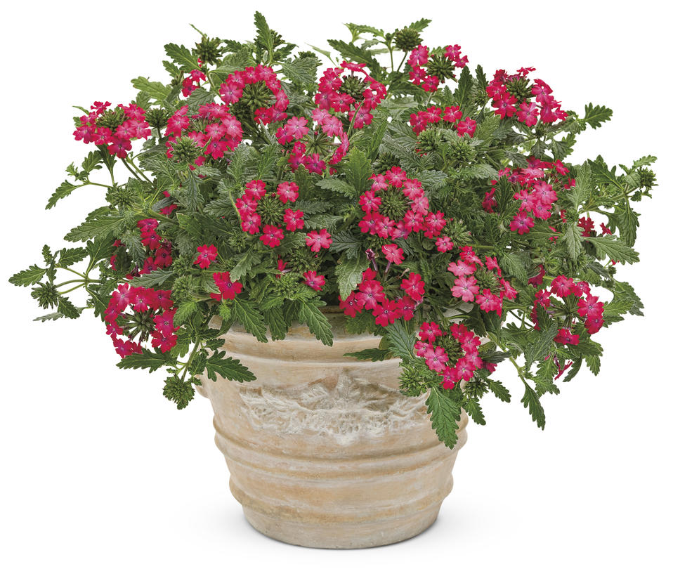Images for Superbena Royale® Iced Cherry - Verbena hybrid | Proven Winners