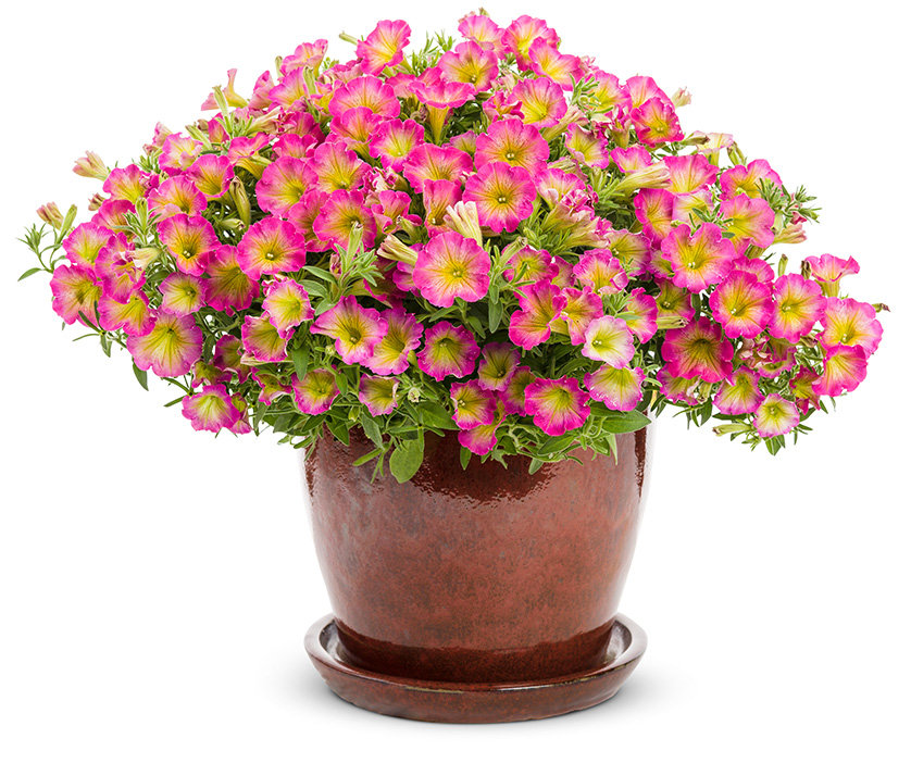 Supertunia® Daybreak Charm - Petunia hybrid | Proven Winners