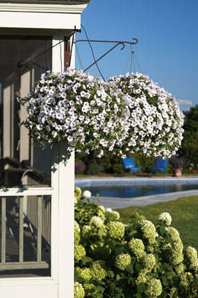 Images for Supertunia® Silver - Petunia hybrid | Proven Winners