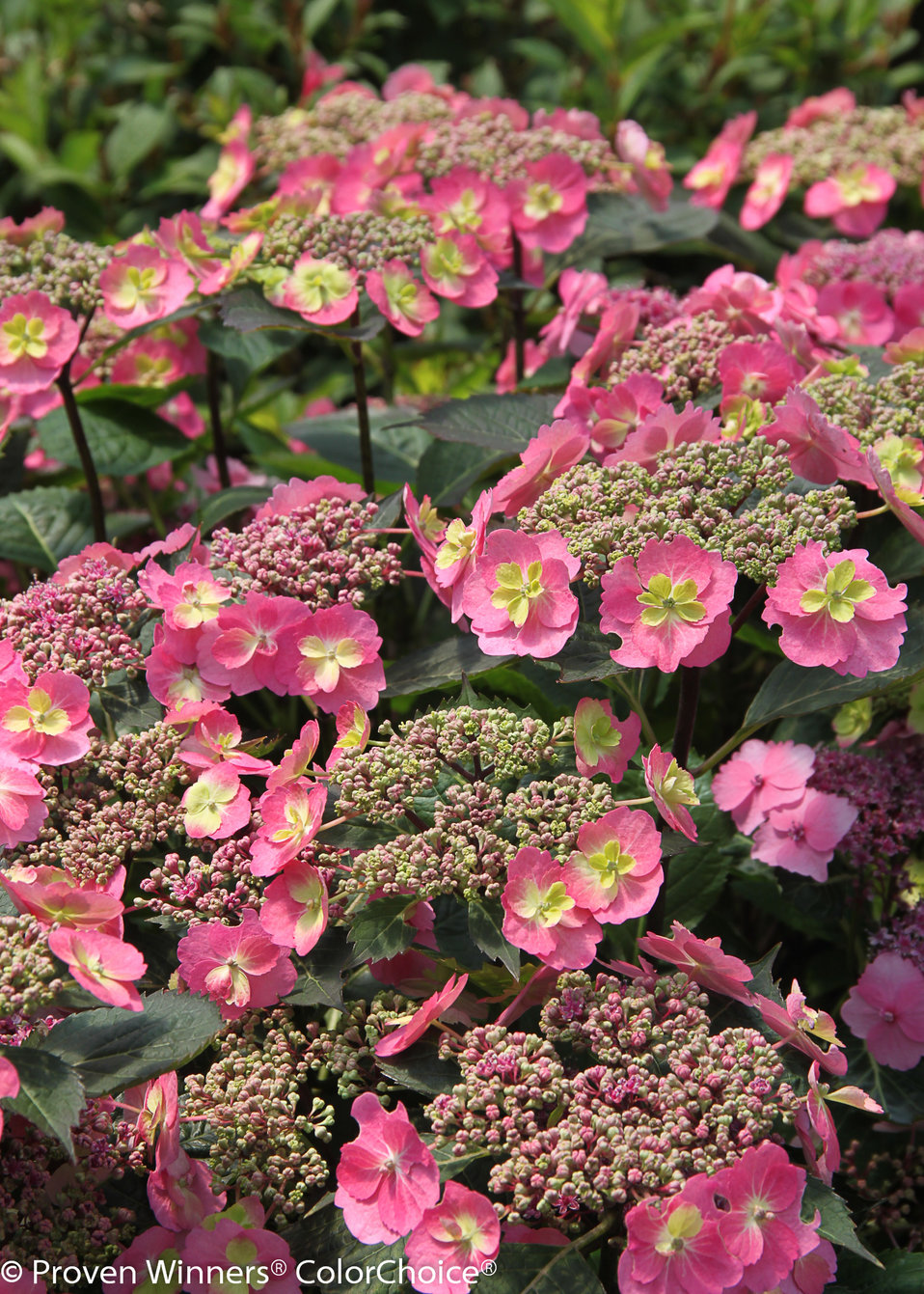 Tuff Stuff™ - Reblooming Mountain Hydrangea - Hydrangea serrata | Proven Winners