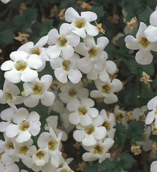 Betty® Deep Blue - Bacopa - Sutera hybrid | Proven Winners