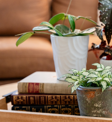 Endless Cascades® Teacup Anemone™ - Wax Vine - Hoya fitchii | Proven ...