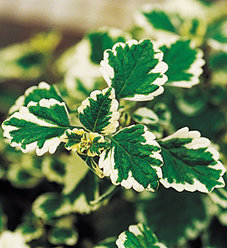 Plectranthus | Proven Winners