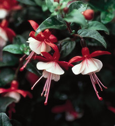 Shadow Dancers® 'Marcia' - Fuchsia hybrid | Proven Winners