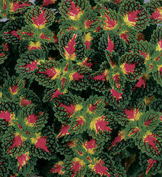 ColorBlaze® Sedona Sunset® - Coleus scutellarioides | Proven Winners