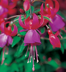 Shadow Dancers® Violette - Fuchsia hybrid | Proven Winners