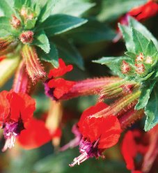 Cuphea | Proven Winners