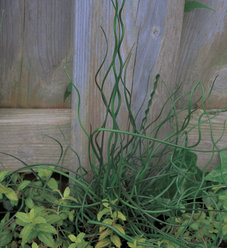 Graceful Grasses® | Proven Winners