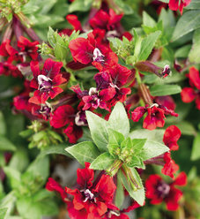 Cuphea | Proven Winners