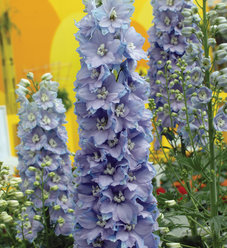 Guardian | Proven Winners