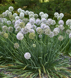 Allium | Proven Winners